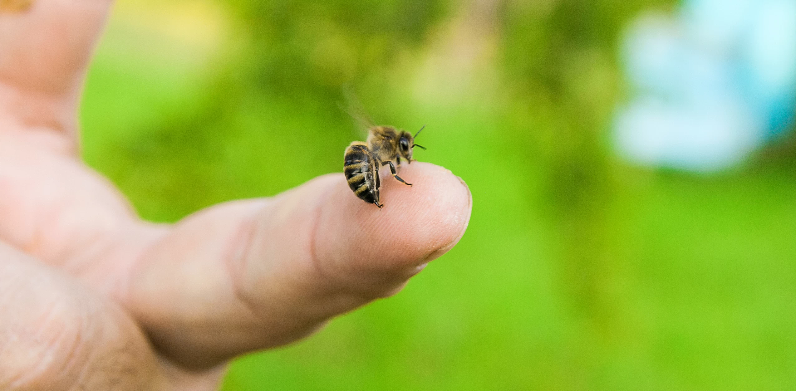 Le punture di insetto: api, vespe e calabroni - Santagostino Magazine